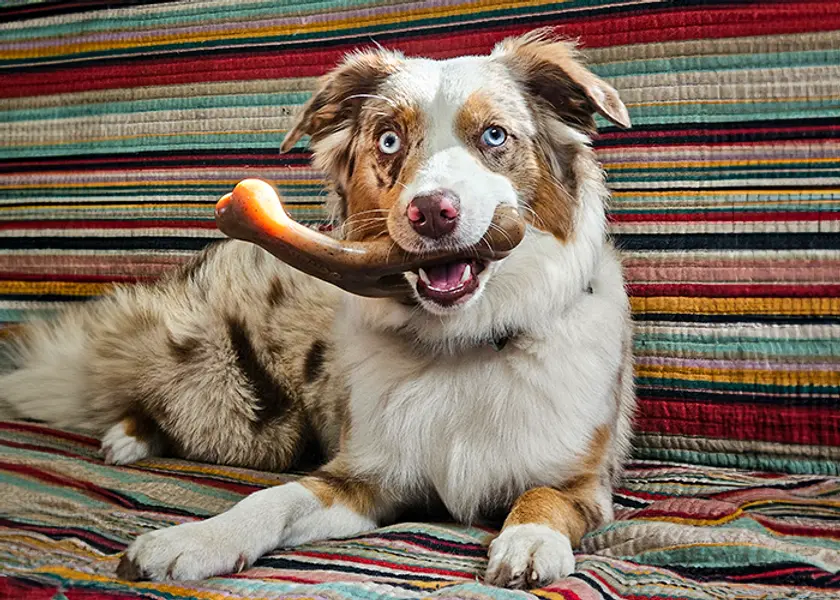 Training | KPRO K9 | Unleash the Full Potential of Your Furry Friend!