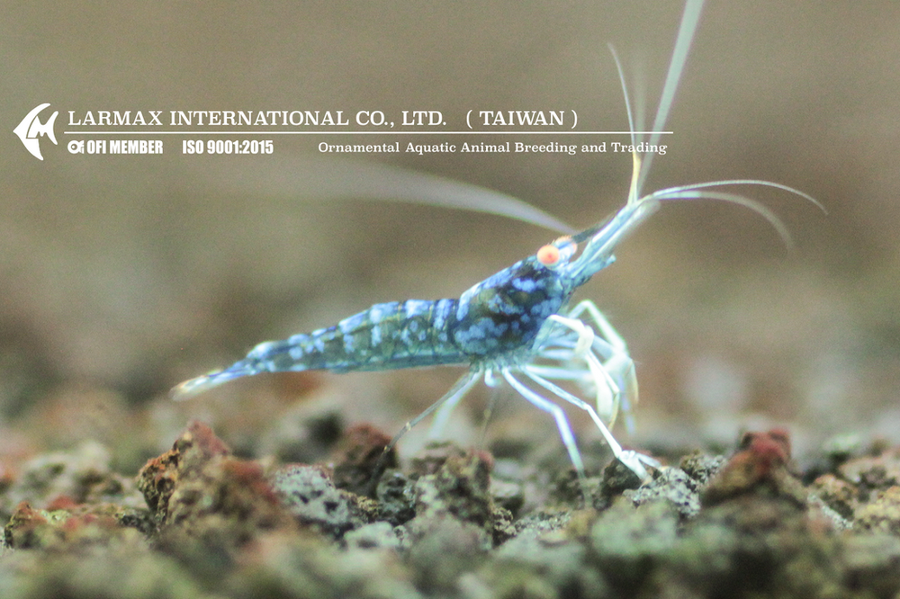 TANK-RAISED SULAWESI SHRIMP