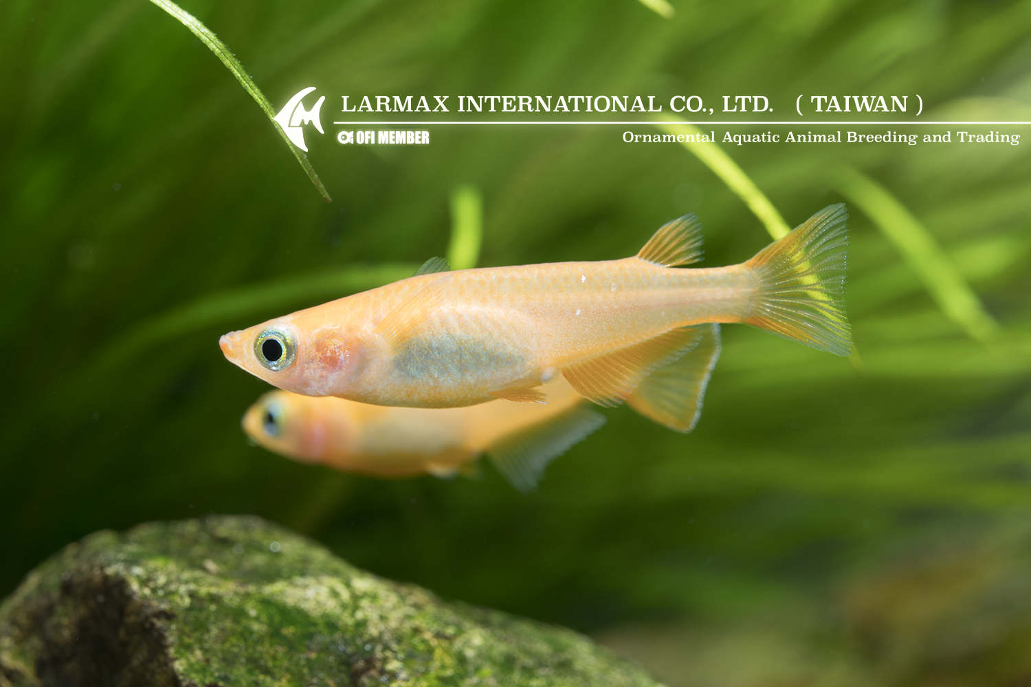 Tropical Fish | 拉瑪國際