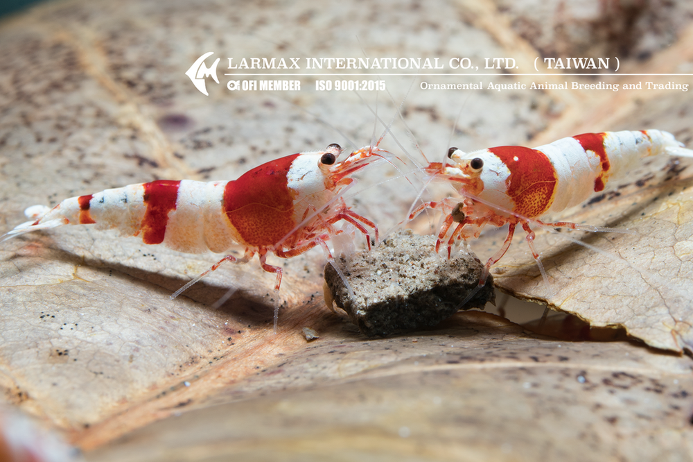 CRYSTAL SHRIMP FROM TAIWAN