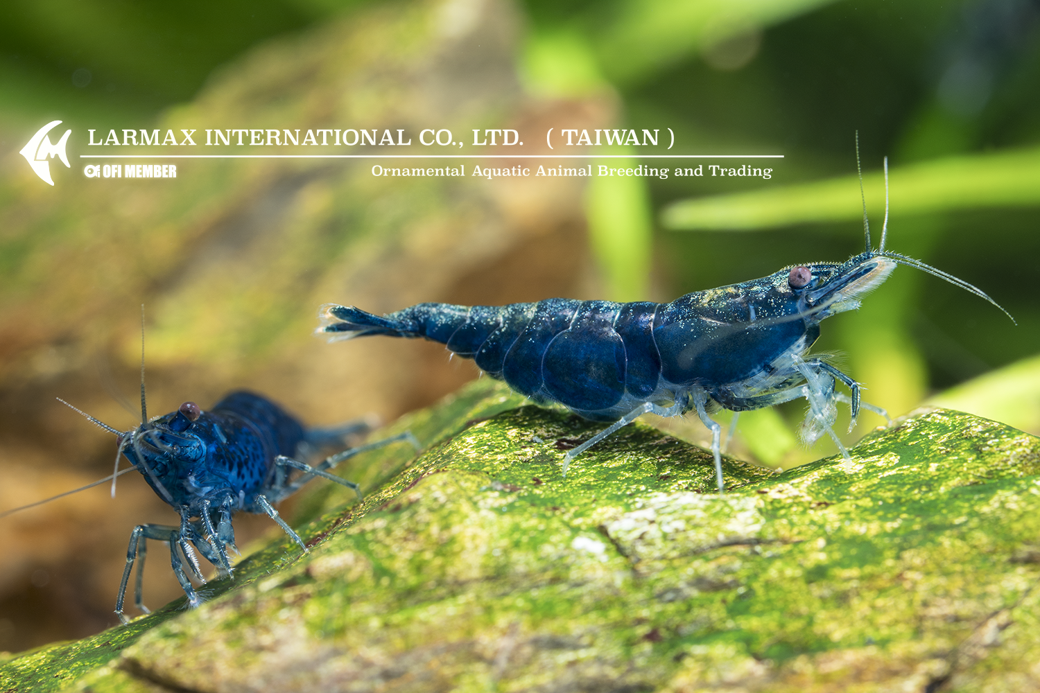 Ornamental Shrimp | Larmax International Co., Ltd. | Pingtung County