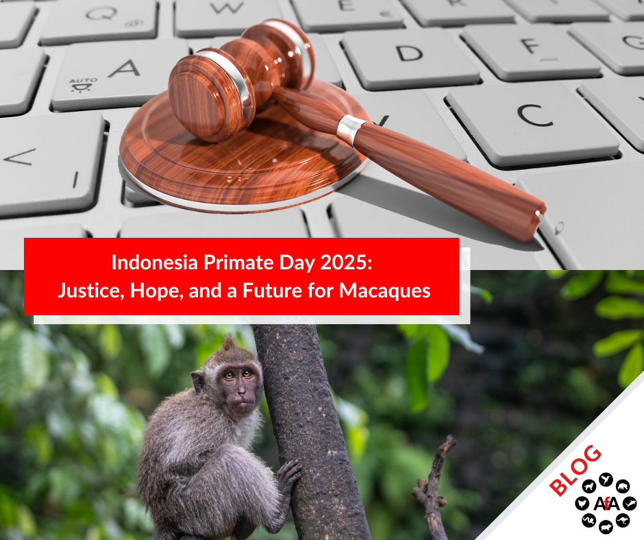 Indonesia Primate Day 2025: Justice, Hope, and a Future for Macaques