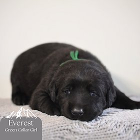 Aspen's Litter | Woods and Waters Lab