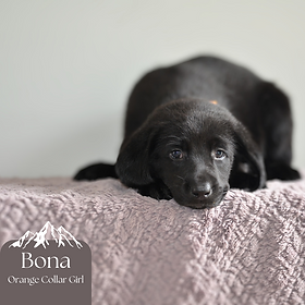 Aspen's Litter | Woods and Waters Lab