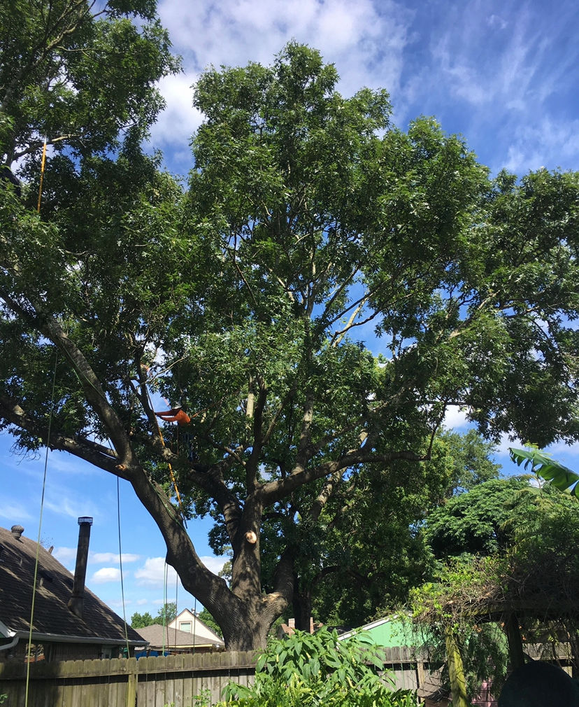 Gallery | F & F Tree Service Tree service | F & F Tree Service Inc. | Katy