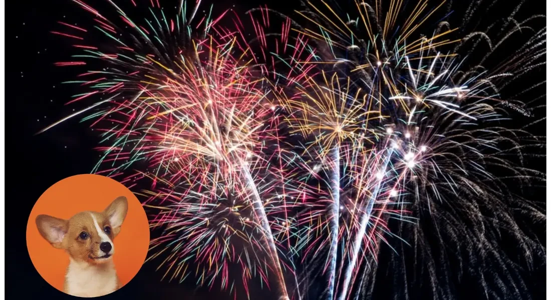 9 Tips to help your Dog Deal with the Firework Season