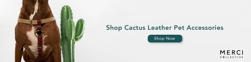 How To Choose The Best Harness For Your Dog