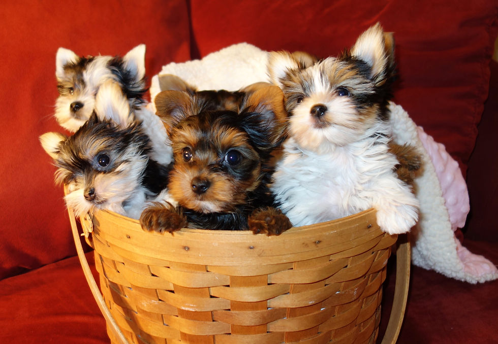 Ellie's Cute as a Button Yorkies