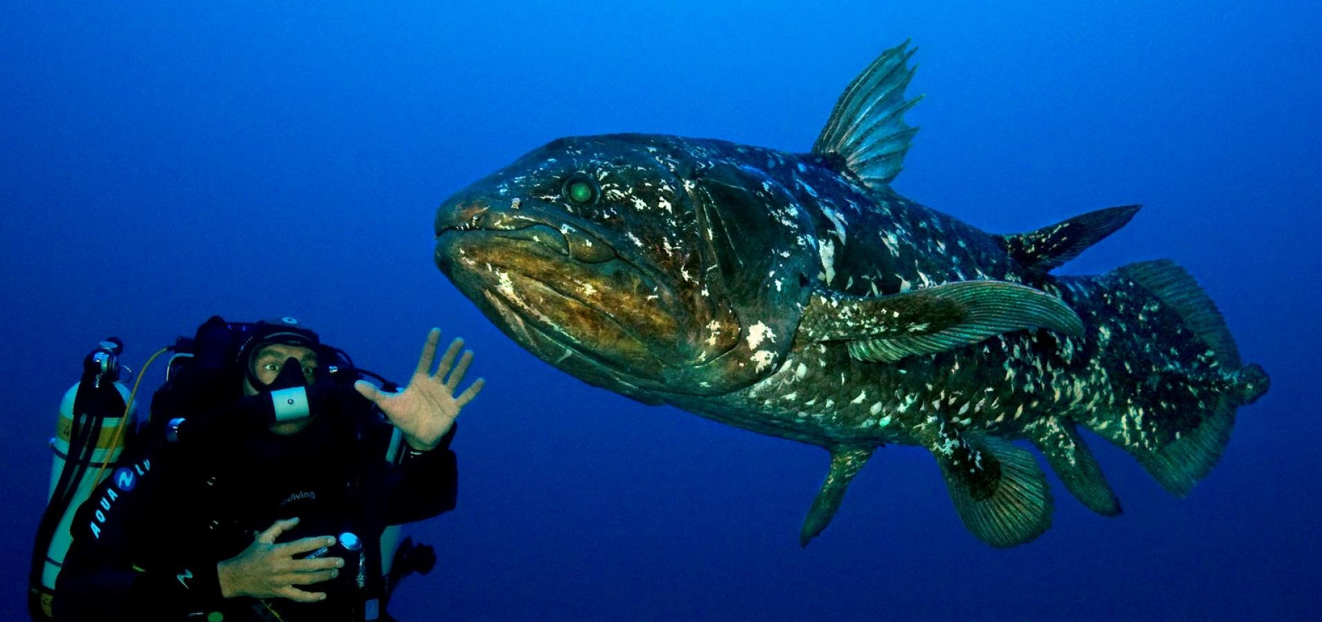 The Coelacanth