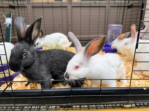 Mixed Breed Rabbit | Olde Stone House Farm