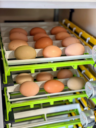 Barnyard Mix Hatching Eggs | Olde Stone House Farm