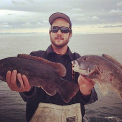 Species | Cape Cod| Kaitlin Anne Sportfishing