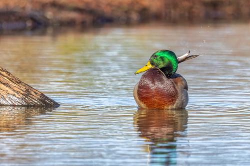 Potential Duck Buddy | Spiral View Photo