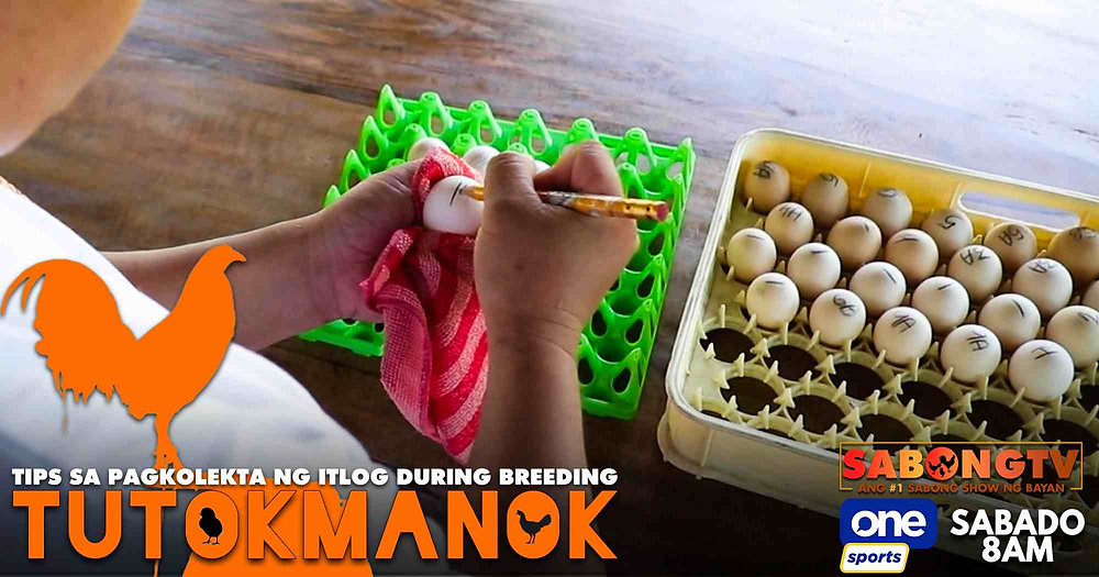Tutok Tips sa Pagkolekta ng Itlog sa Panahon ng Paglalahi sa Tutok ...