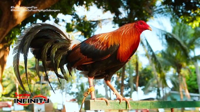 Supremo Infinity Llamado Tips | SabongTV