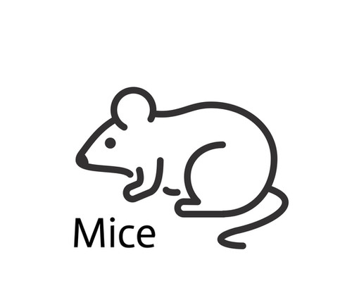 Jumbo Mice, 100 Bulk Pack | Gobblin Rodents
