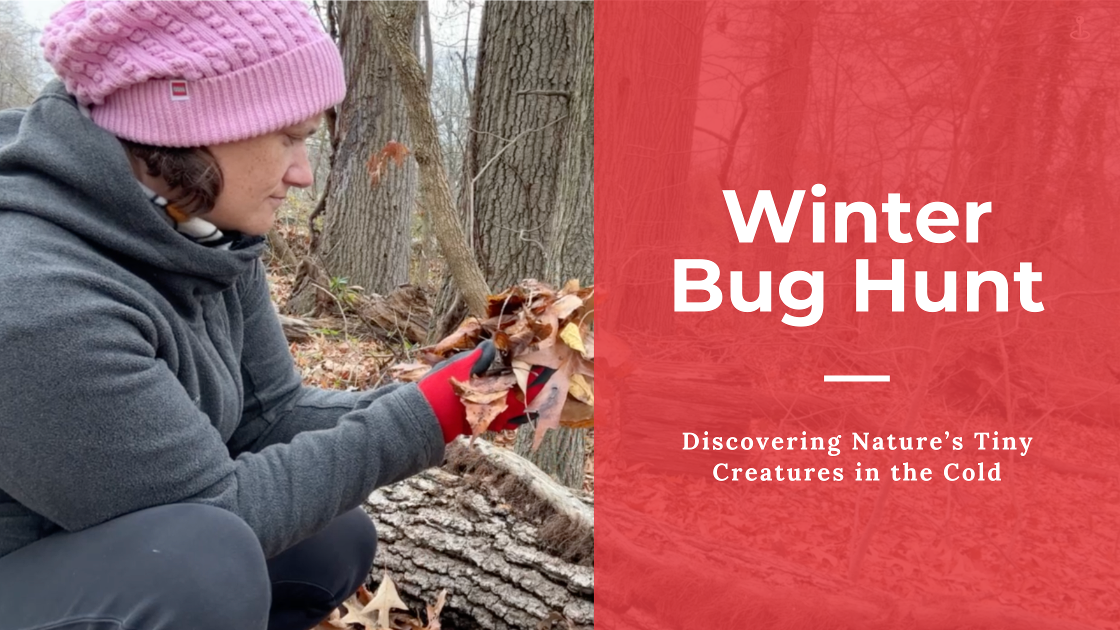 Winter Bug Hunt: Discovering Nature’s Tiny Creatures in the Cold