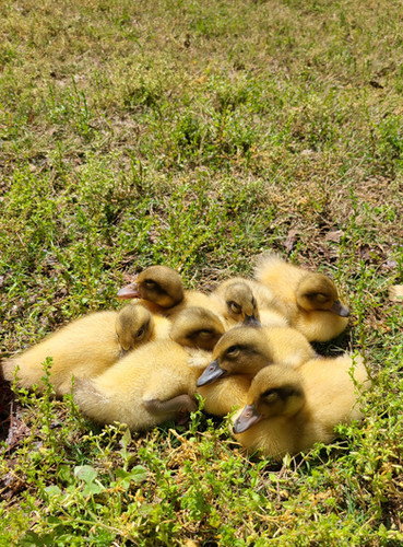 Welsh Harlequin Ducklings Straight Run | Peppermint Rose Ranc