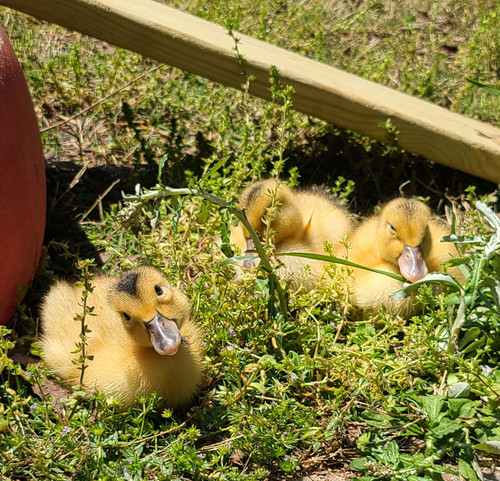 Silver Appleyard Ducklings Straight Run | Peppermint Rose Ranc