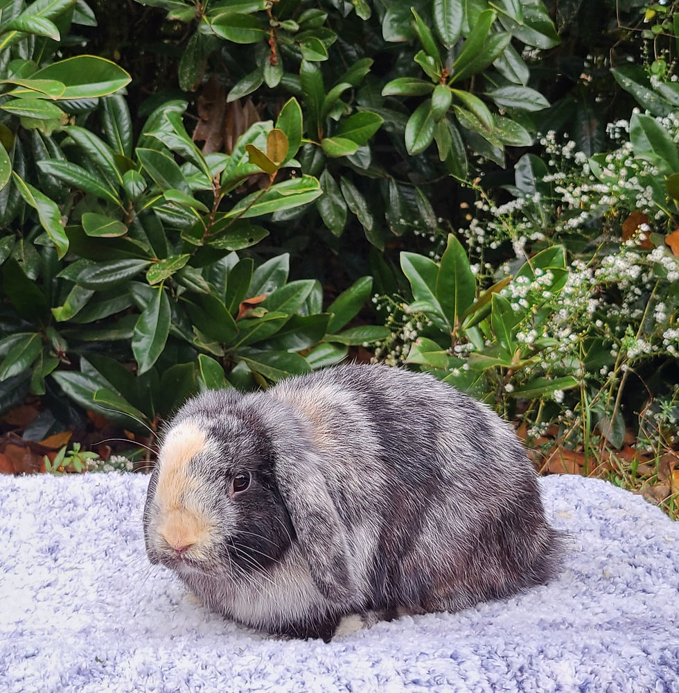 Holland Lop Rabbits | Peppermint Rose Ranch