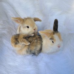 Available Bunnies | Peppermint Rose Ranc