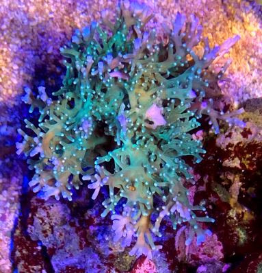 Blue Dragon Acro | Coral Bros