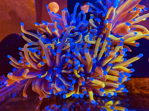 Aussie Gold Torch | Coral Bros