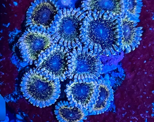 Solar Circus Zoas | Coral Bros