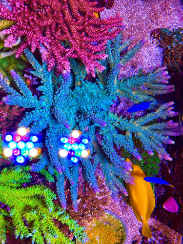 Cali Tort | Coral Bros