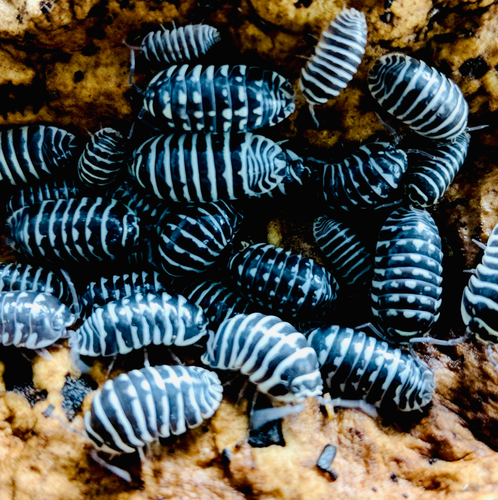 Zebra Isopods (Armadillidium maculatum) | 8 Legged Lovable S