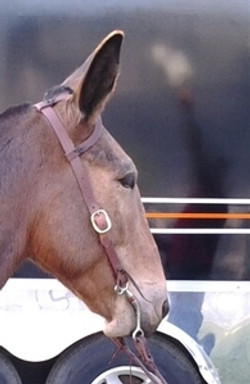 Mule Saddles And Tack | 2RMules