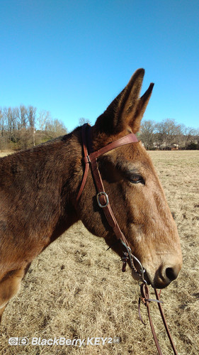 Flare Brow | 2R Mules