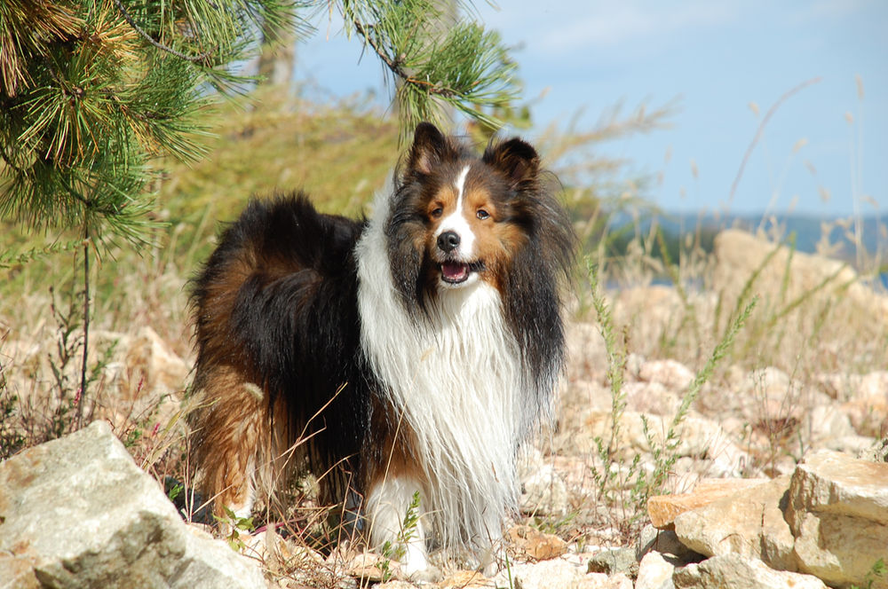 Collies Teil 6: Der Kleine