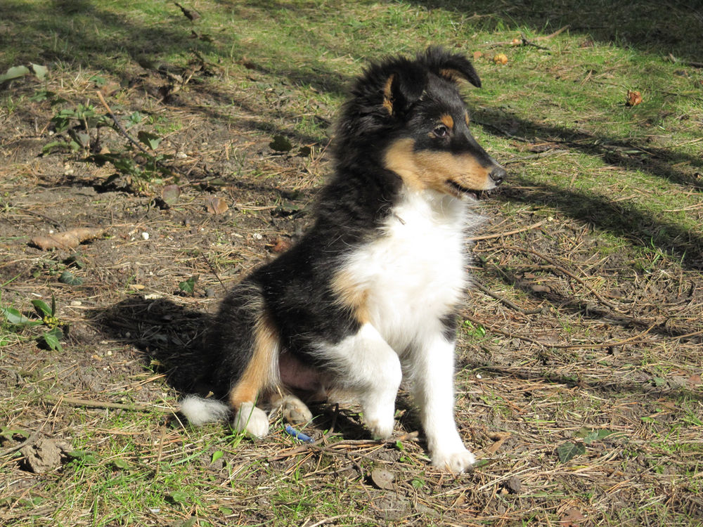 Collies Teil 6: Der Kleine