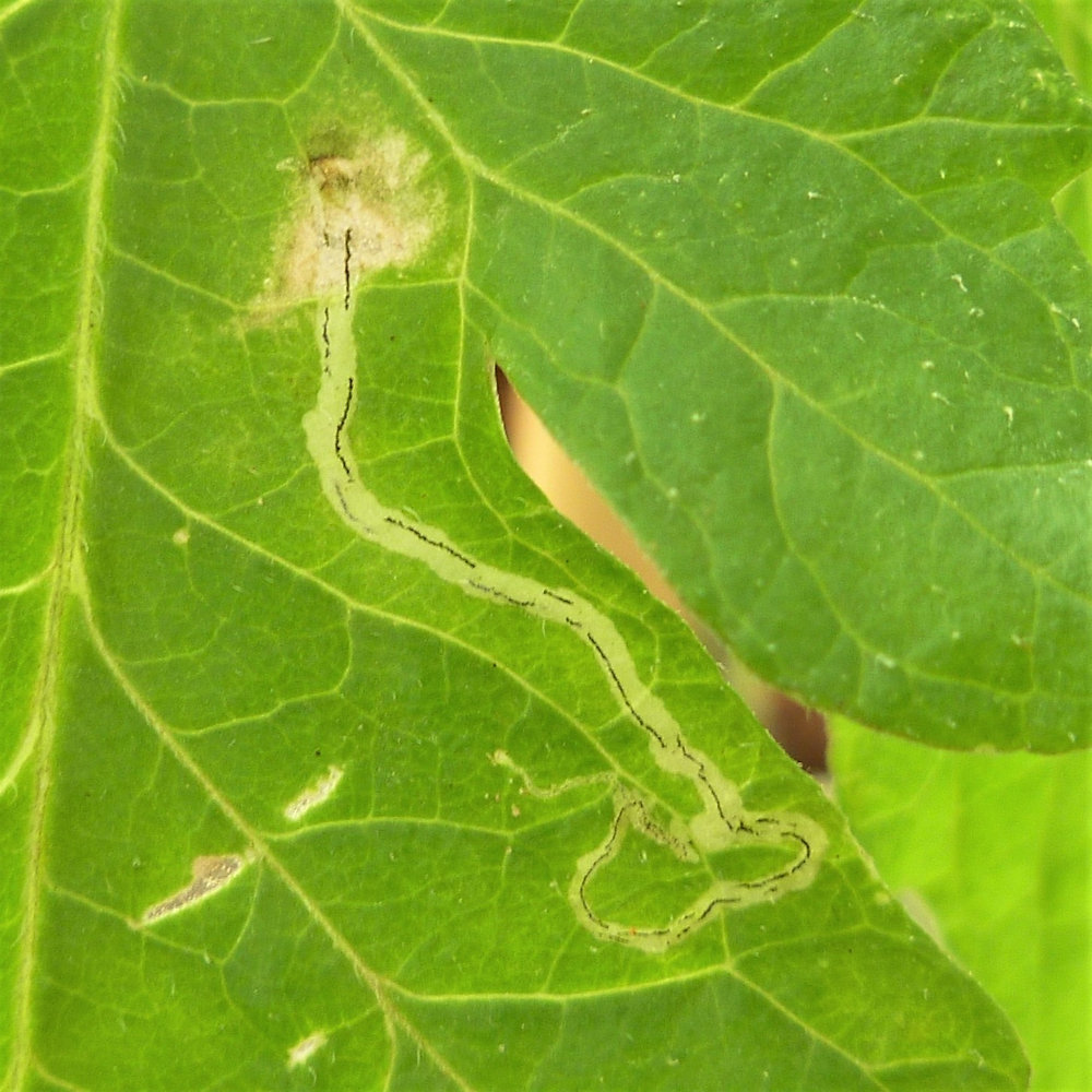 Why Insects Attack: Expert Guide for UAE Gardens