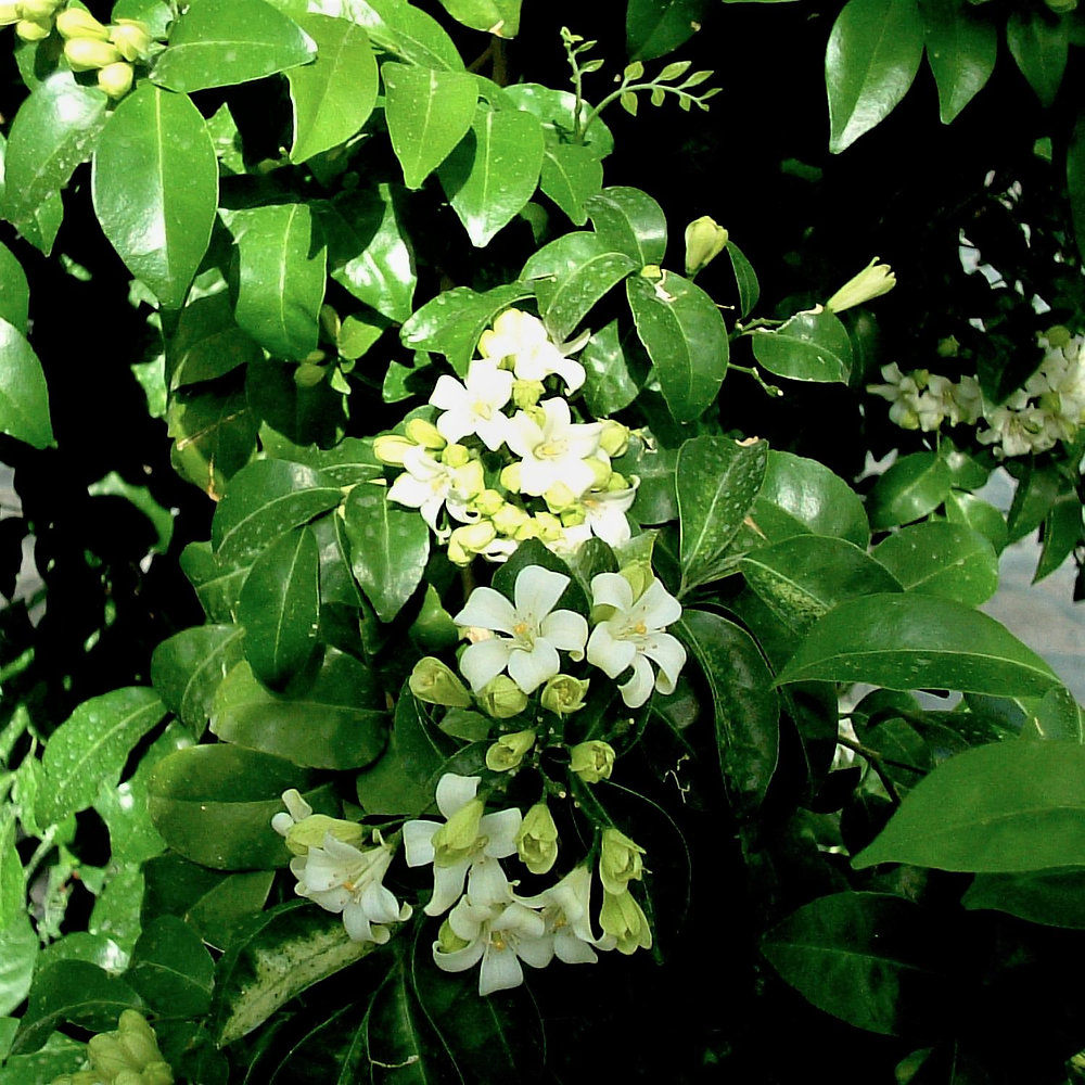 The Best Plants for Semi-Shade: Expert Guide