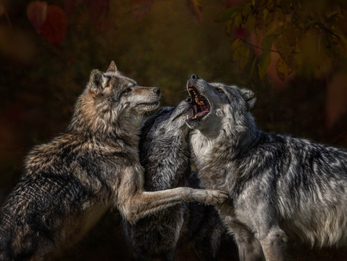 Wolf Pack by artist Patsy Weingart | Lovetts Fine Art Gallery