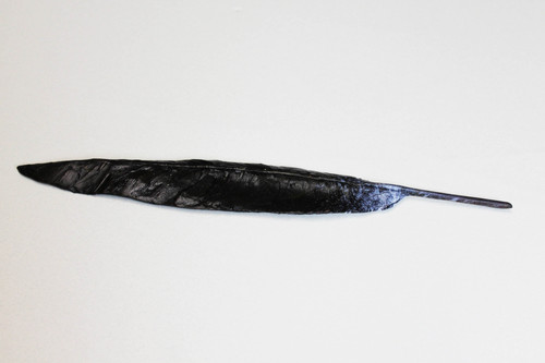 Raven Wing Feather by artist Paul Rhymer | Lovetts Fine Art Gallery