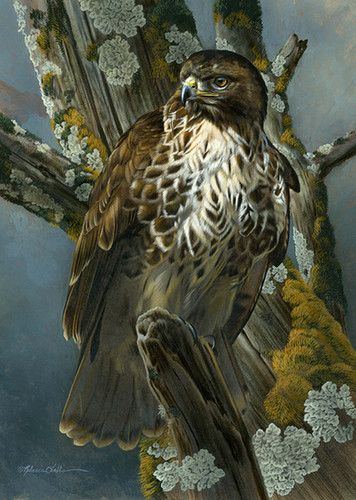 Diligence - Red Tailed Hawk by artist Rebecca Latham | Lovetts Fine Art ...