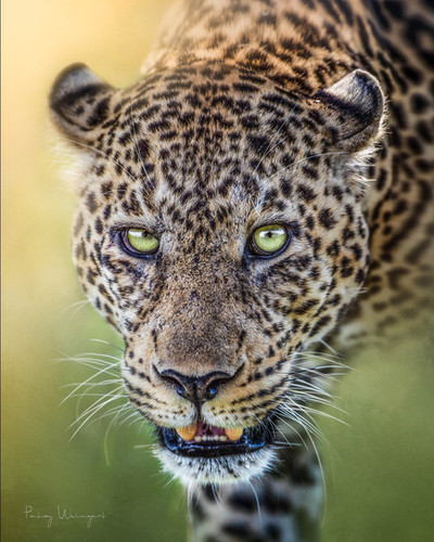 Jade Eyed Cat (Leopard) by artist Patsy Weingart | Lovetts Fine Art Gallery