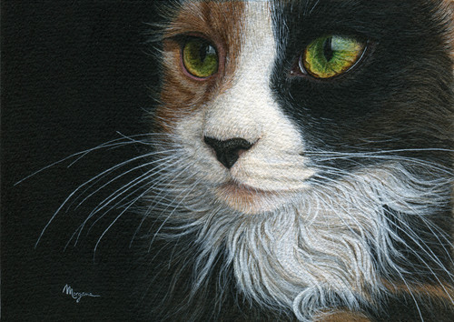 Calico by artist Morgane Antoine | Lovetts Fine Art Gallery