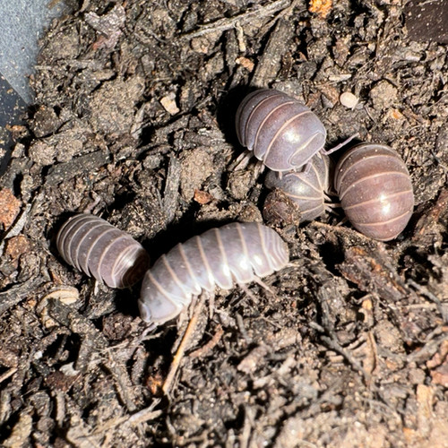 Armadillo officinalis - Greek Hissing Isopods x5 | MM Invertebrates