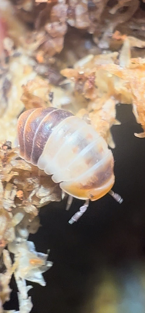 Shop other invertebrates - MM Invertebrates