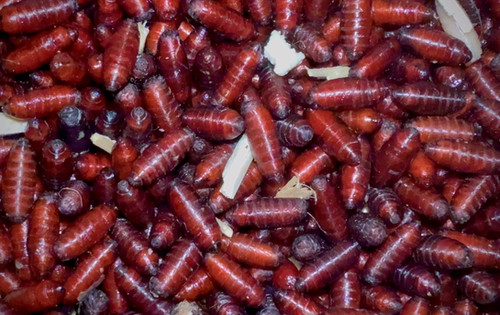 Mixed Fly Casters - Livefood for Invertebrates & Reptiles