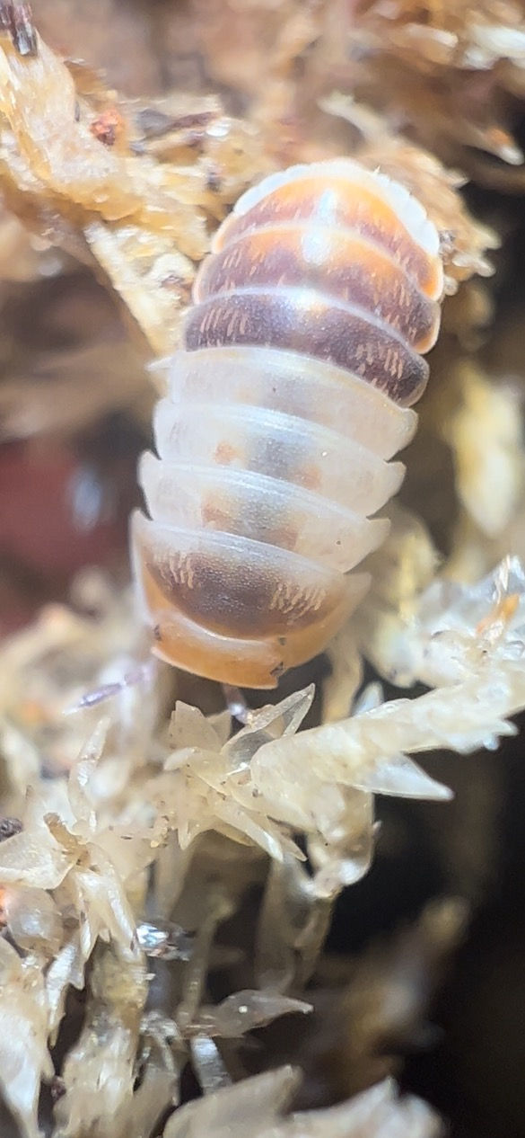 Shop other invertebrates - MM Invertebrates