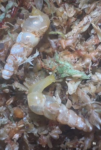 Buy Unicorn Snail (Subulina octona) Online - MM Invertebrates