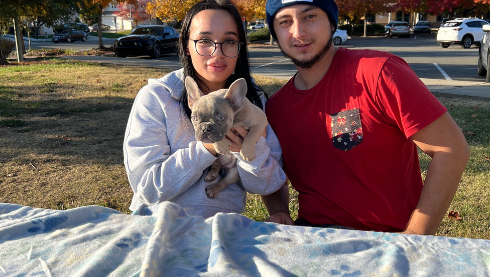 French Bulldog - Frenchies for Sale - Pet Insurance And Rehoming