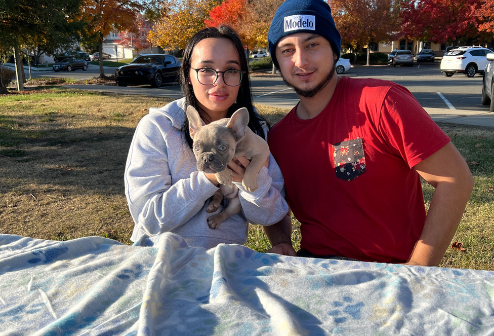 French Bulldog Sitting - Frenchies - Stud - Pet Insurance And Rehoming