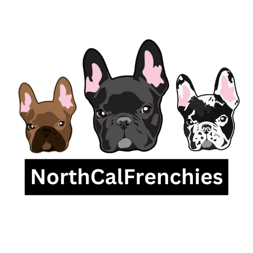 Northcalfrenchies | French Bulldog Puppies | 5415 Poker Ln, Antelope ...