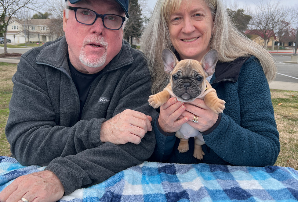 French Bulldog Sitting - Frenchies - Stud - Pet Insurance And Rehoming